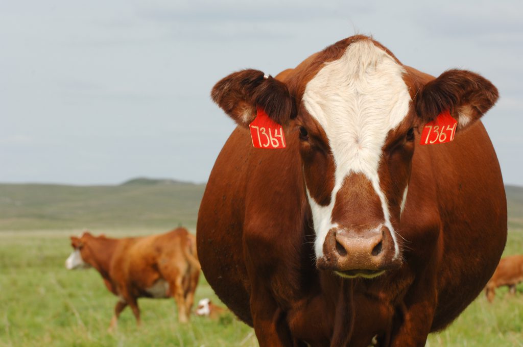 UNL | Institutional Animal Care Program | Research Responsibility