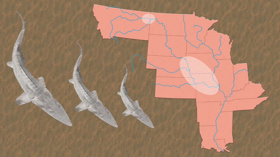 UNL | Downstream effects: Sturgeon lifespan, fertility vary strikingly ...